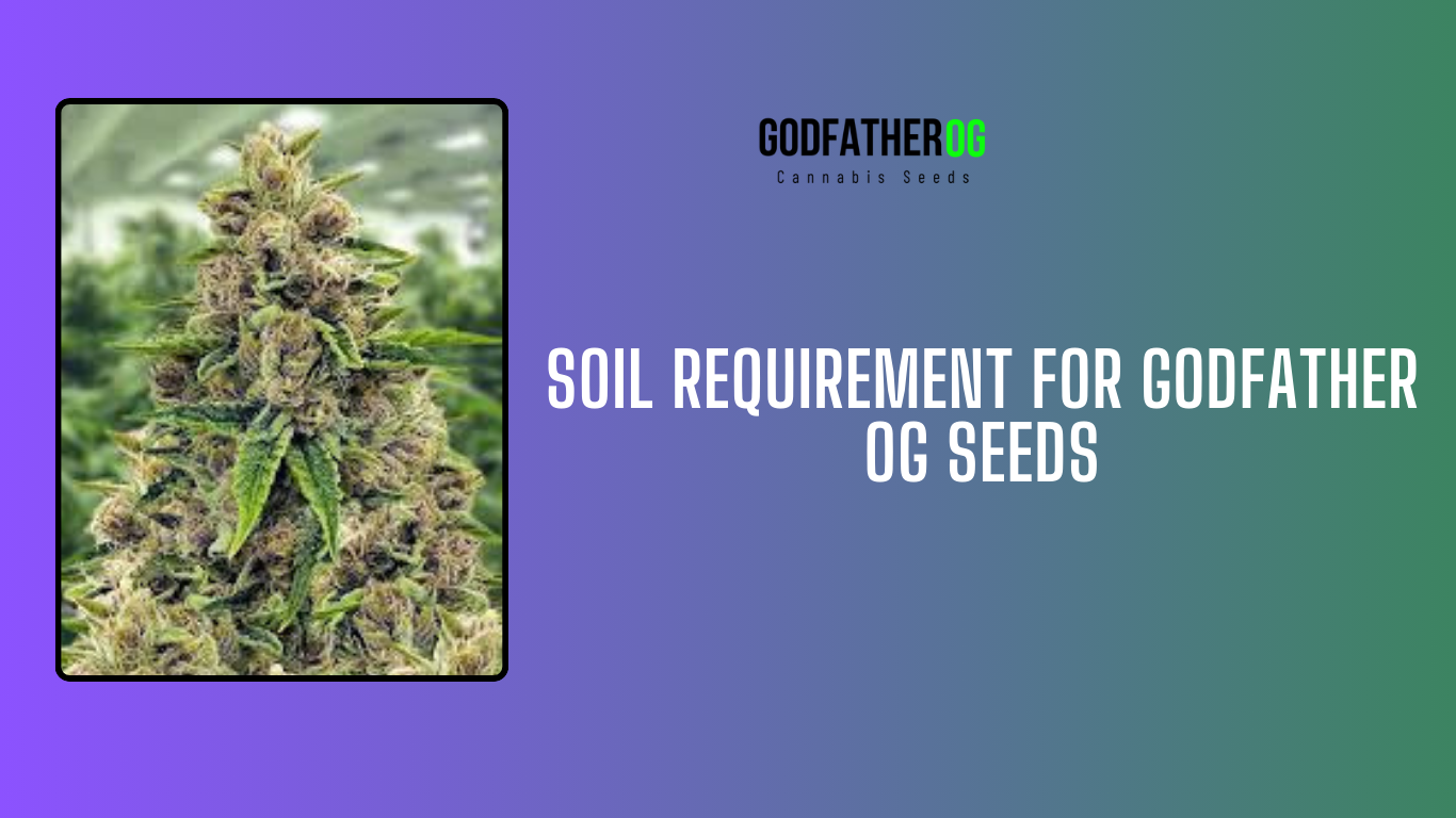 Soil Requirement for Godfather OG Seeds – Godfather OG Cannabis Seeds